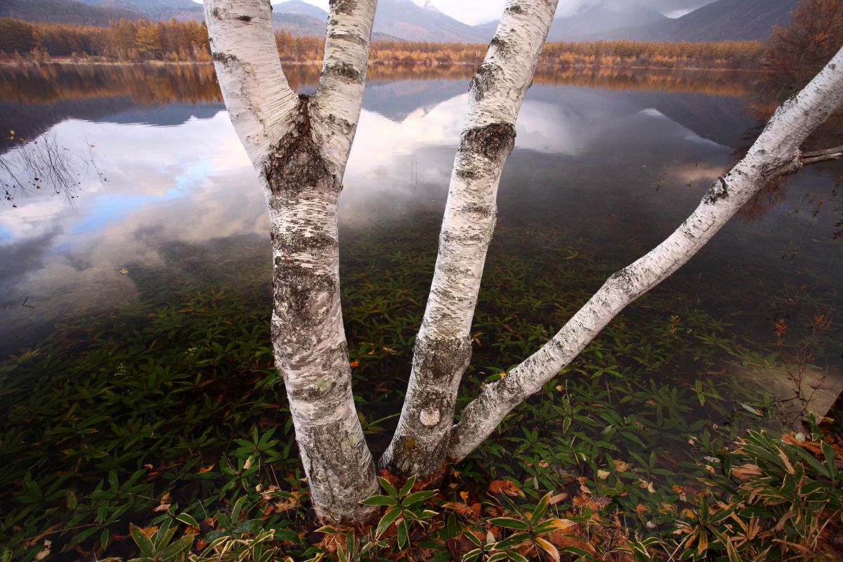 静かに見守る | GANREF