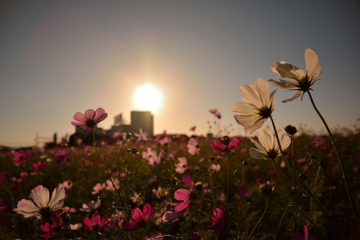 また明日！！ | GANREF