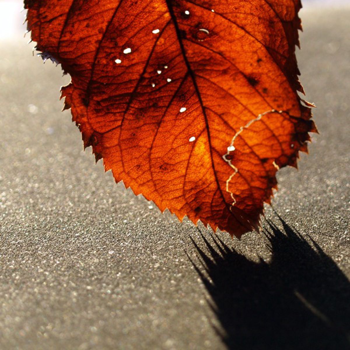 Is not rusted; die | GANREF