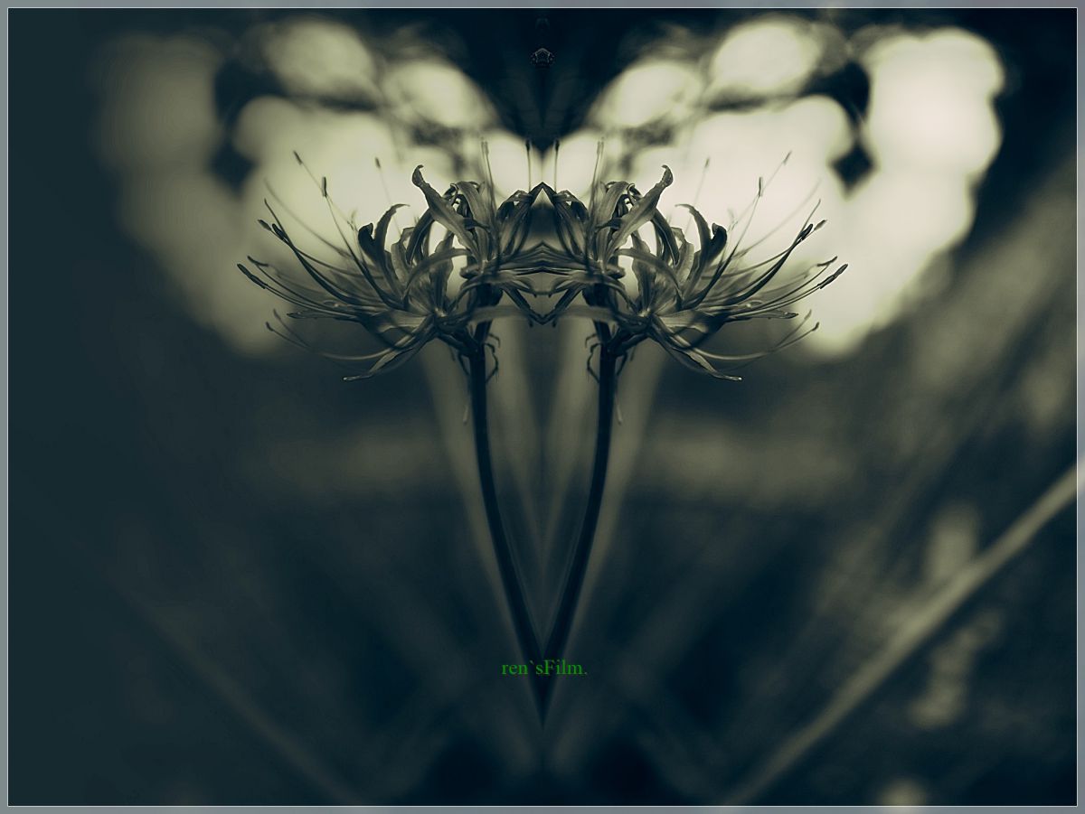 「BLOOM」 | GANREF