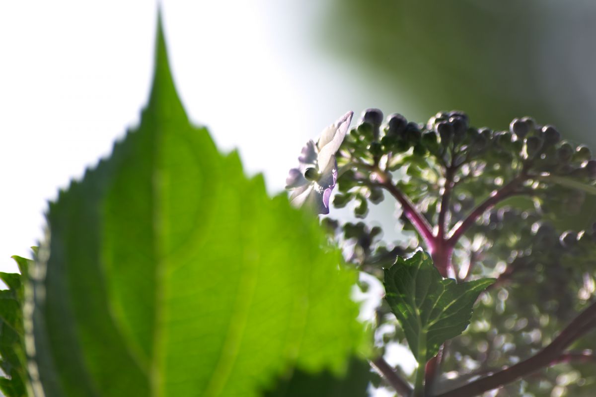 leaf reflector | GANREF