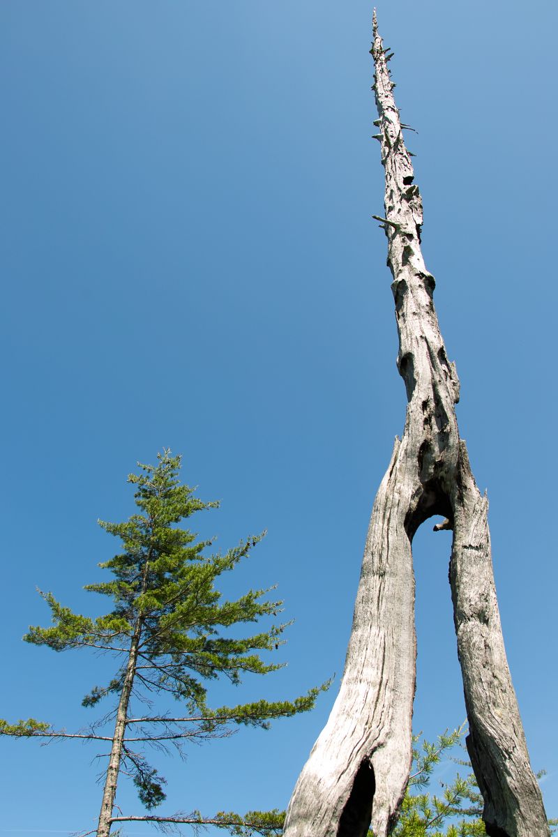 before-after | GANREF