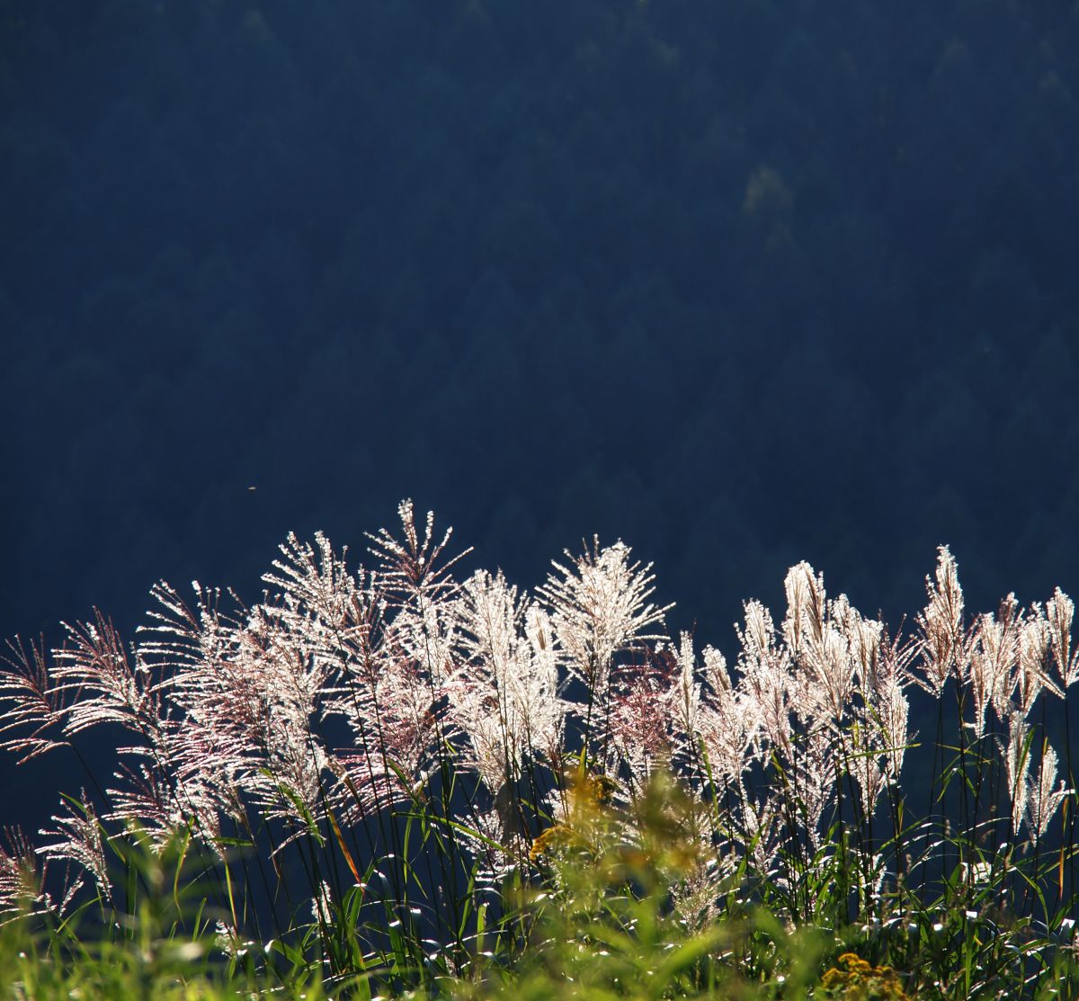 里山に迫る秋の気配 | GANREF