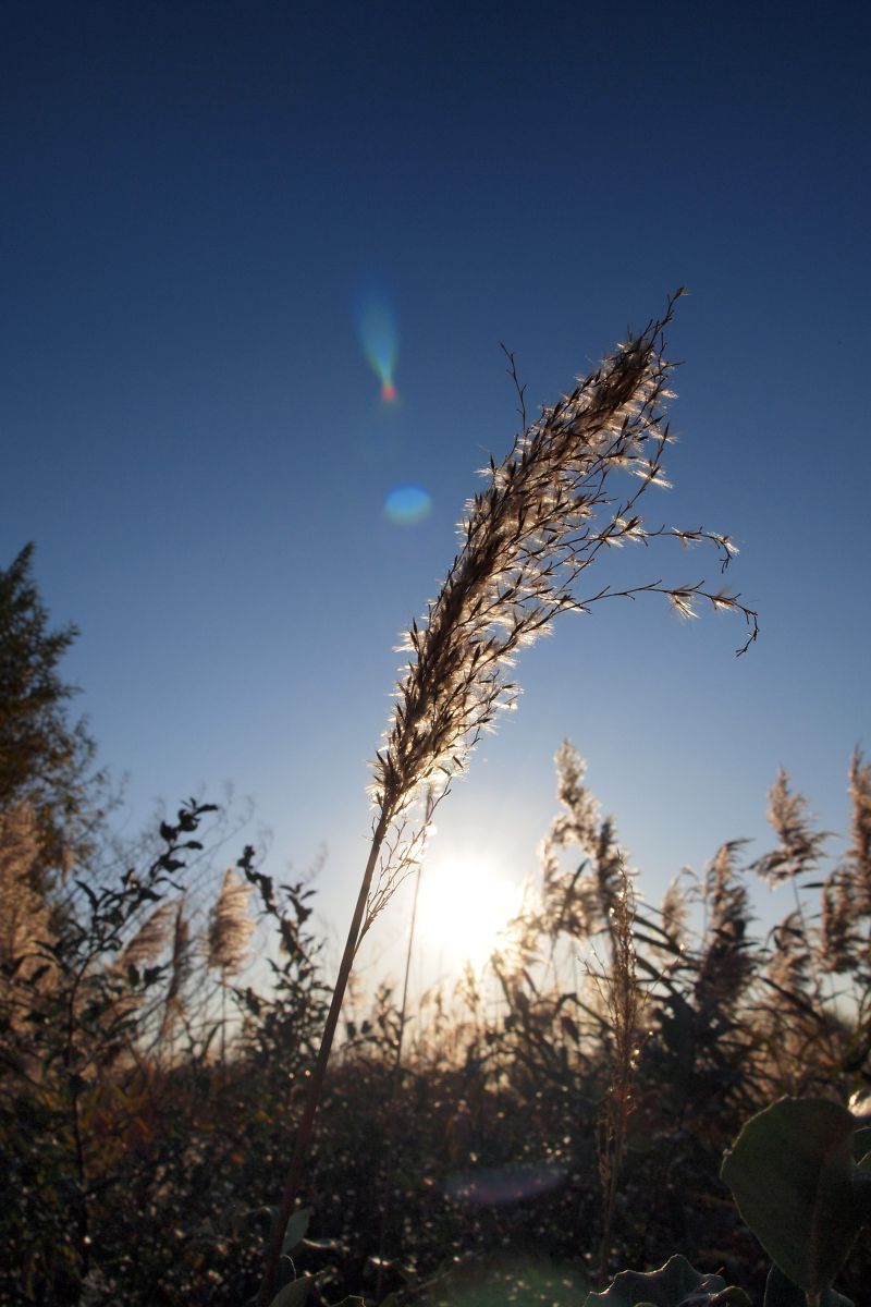 ススキもびっくり！ | GANREF