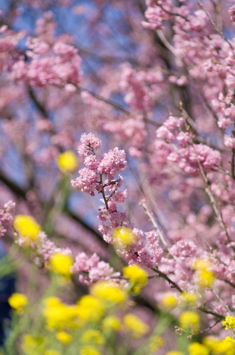 桜×yellow | GANREF