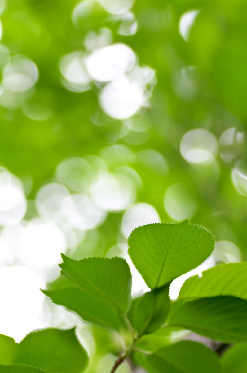 Fresh green | GANREF