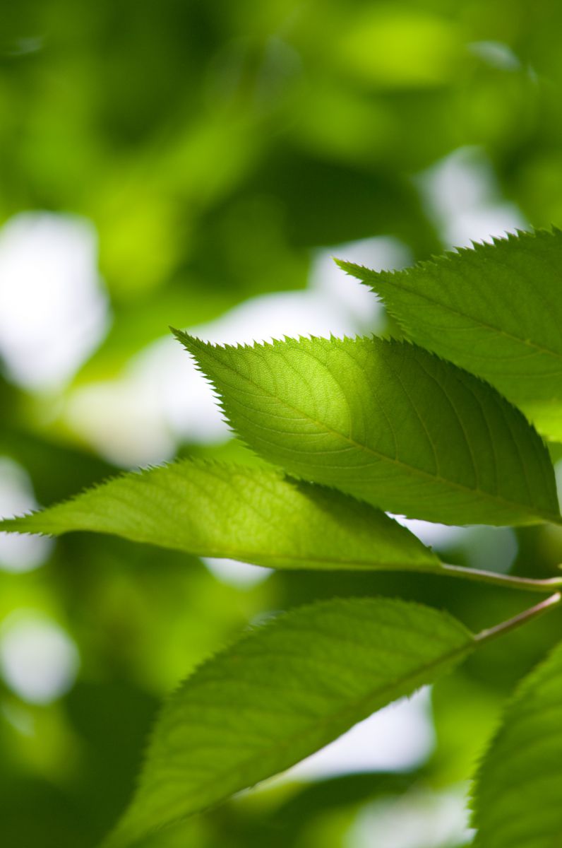 fresh green | GANREF