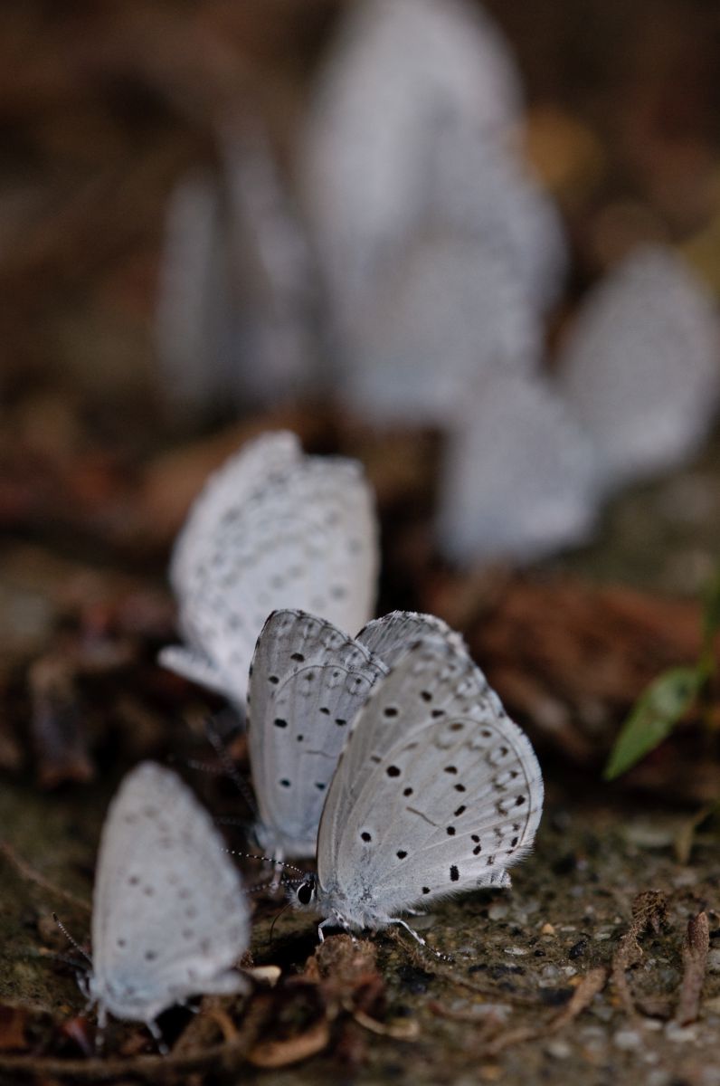 secret meeting | GANREF