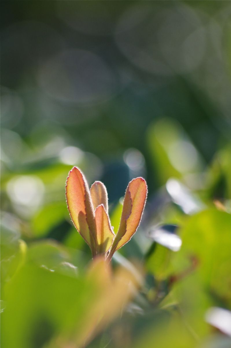 ニョキっ♪ | GANREF