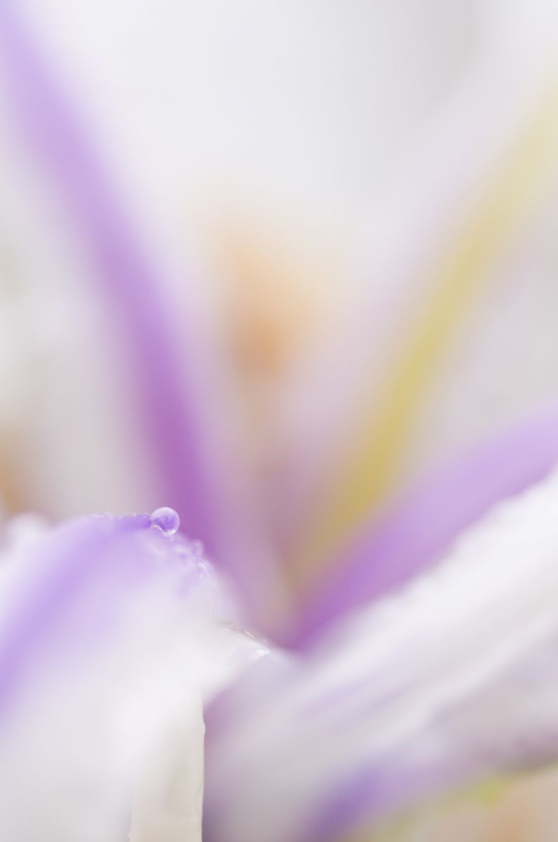 raindrop×花菖蒲 | GANREF