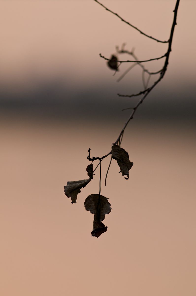 copper color | GANREF