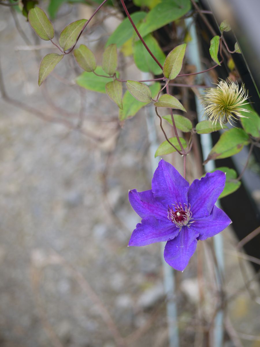 P1030234.JPG | GANREF