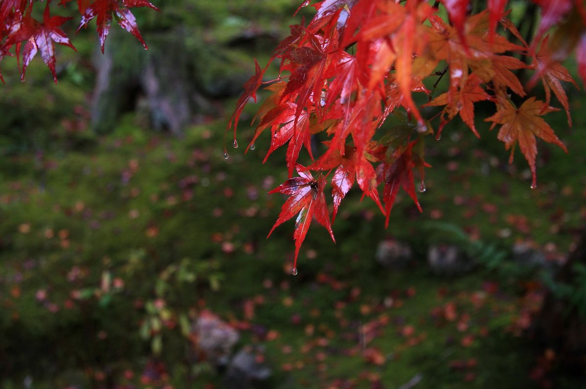 エロティシズム | GANREF