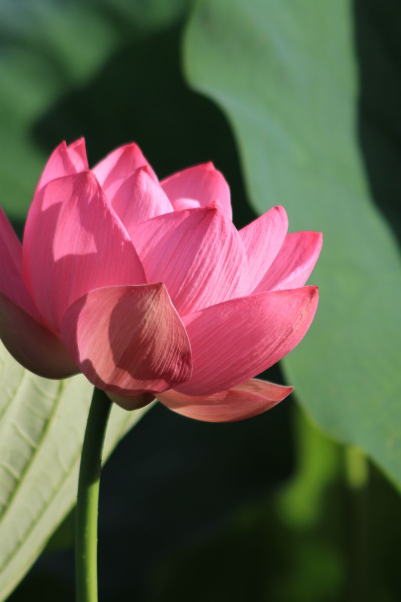 憧れ。（ピンク） | GANREF