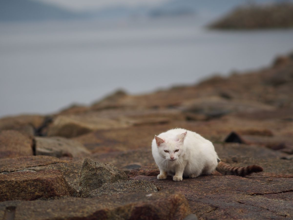 Island cats | GANREF