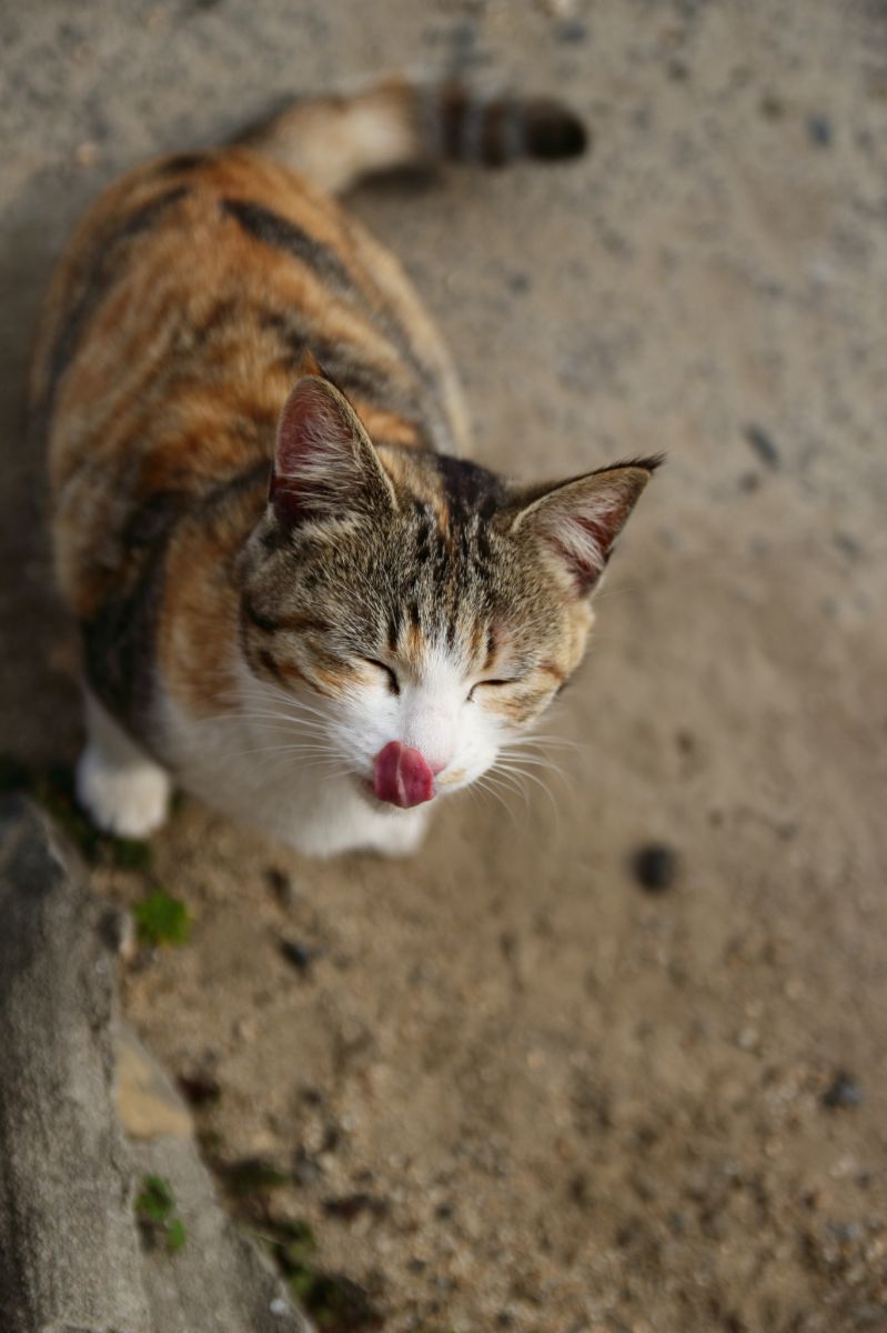 ぺろりんちょ | GANREF