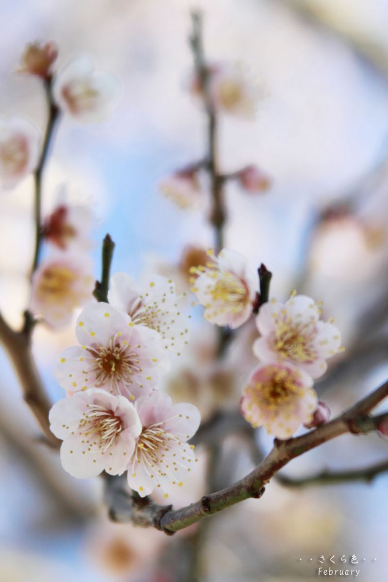 桜色・・ | GANREF