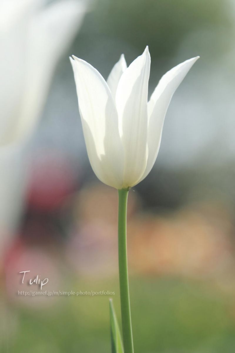 Tulip | GANREF