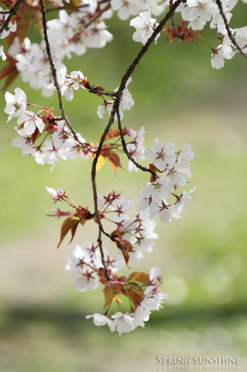 Spring sunshine | GANREF