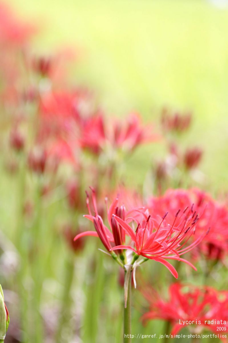 Lycoris radiata | GANREF
