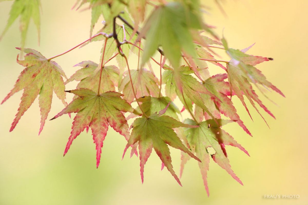 もみじ・・・ | GANREF