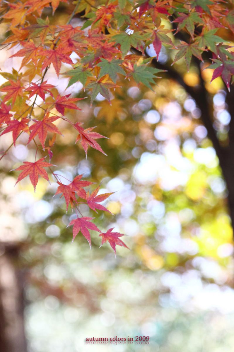 autumn color in 2009 | GANREF