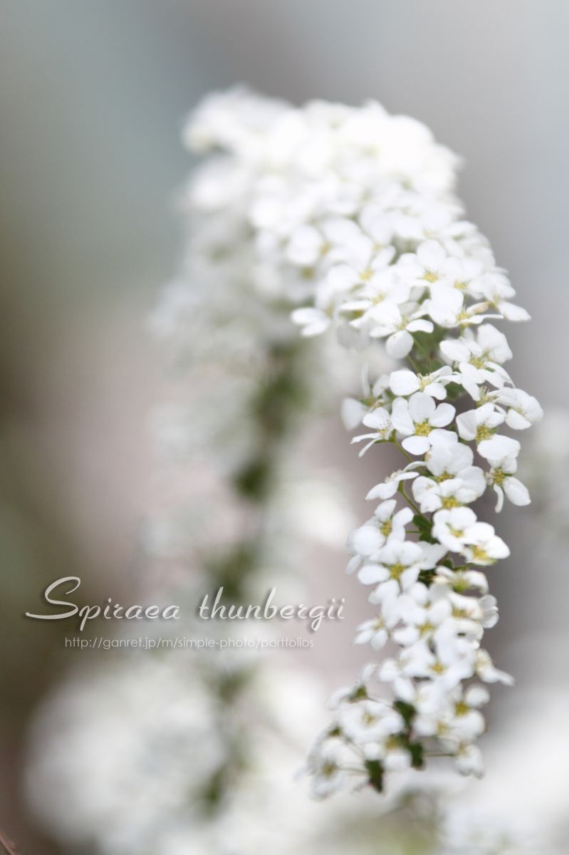 Spiraea thunbergii | GANREF