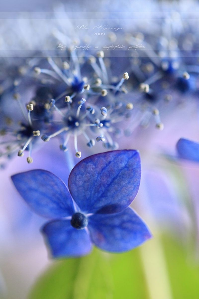 Blue Hydrangea | GANREF