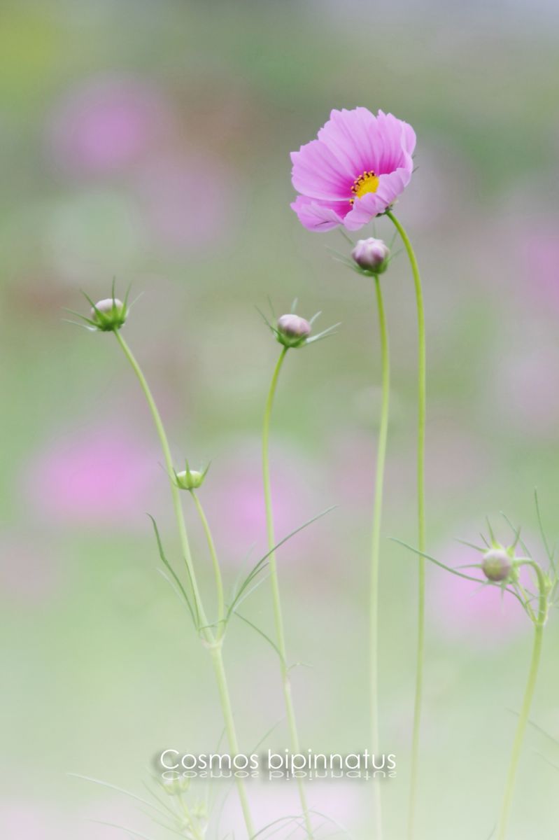 cosmos・・ | GANREF