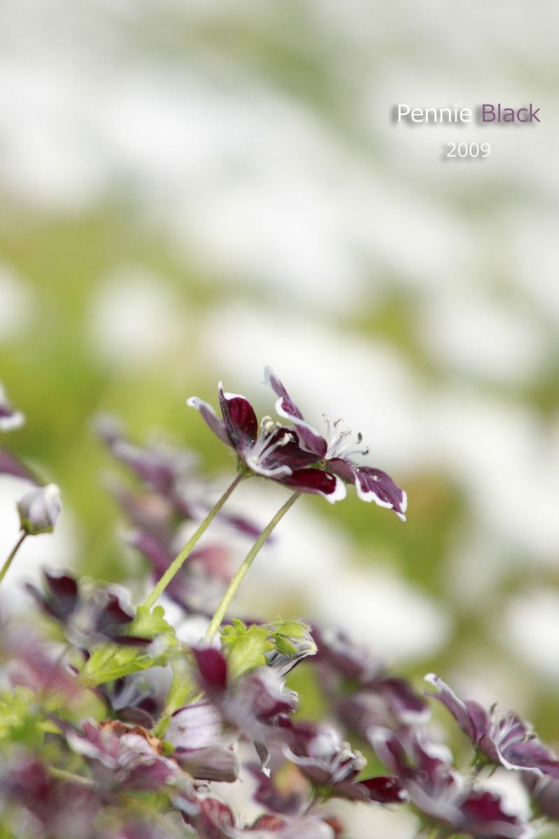 Pennie Black | GANREF