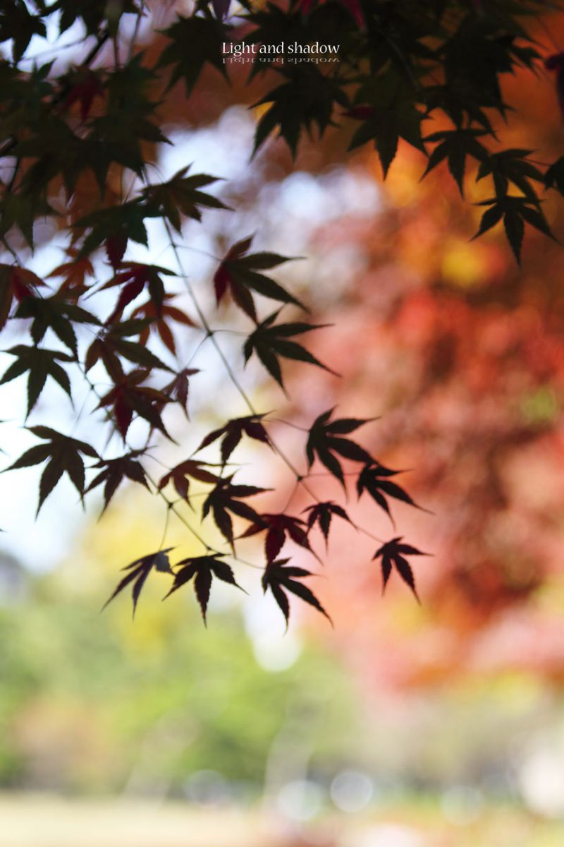 Light and shadow | GANREF