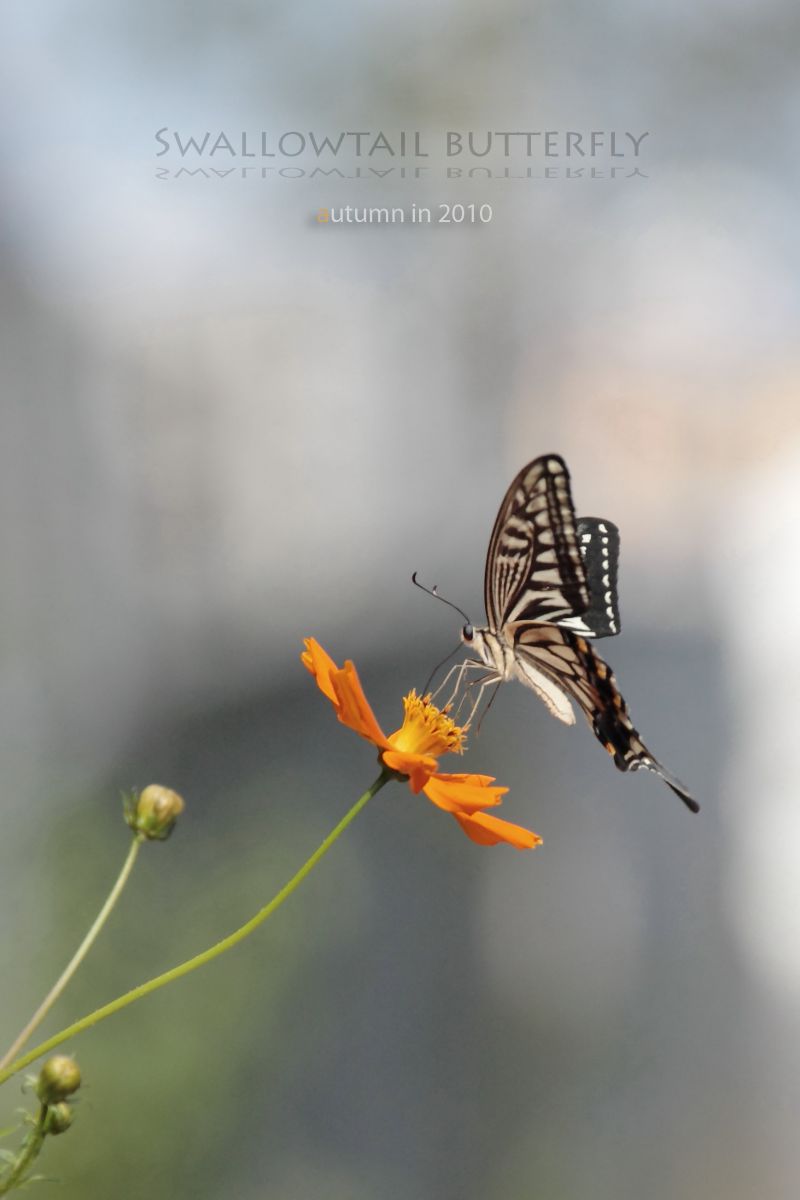 swallowtail butterfly | GANREF