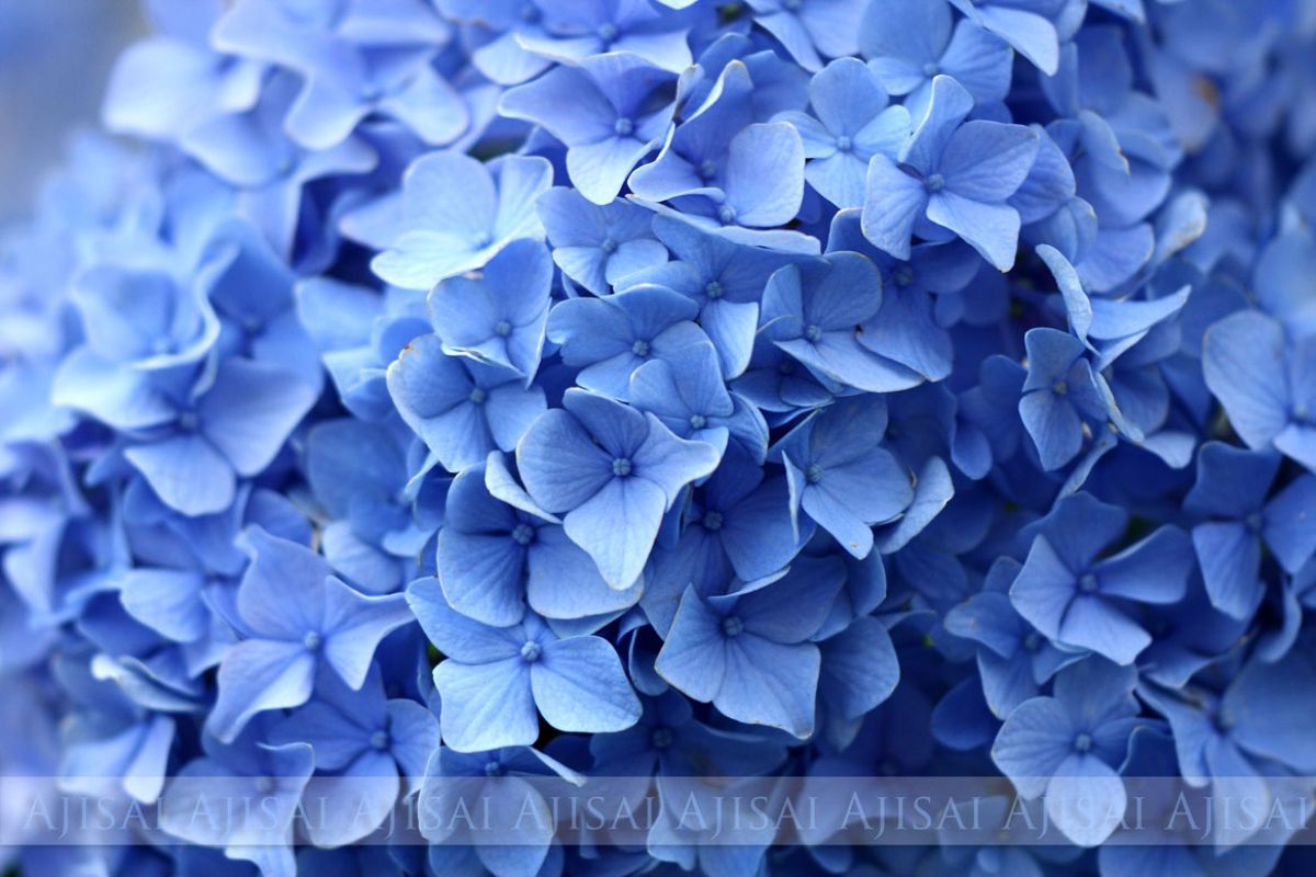 Blue Hydrangea | GANREF