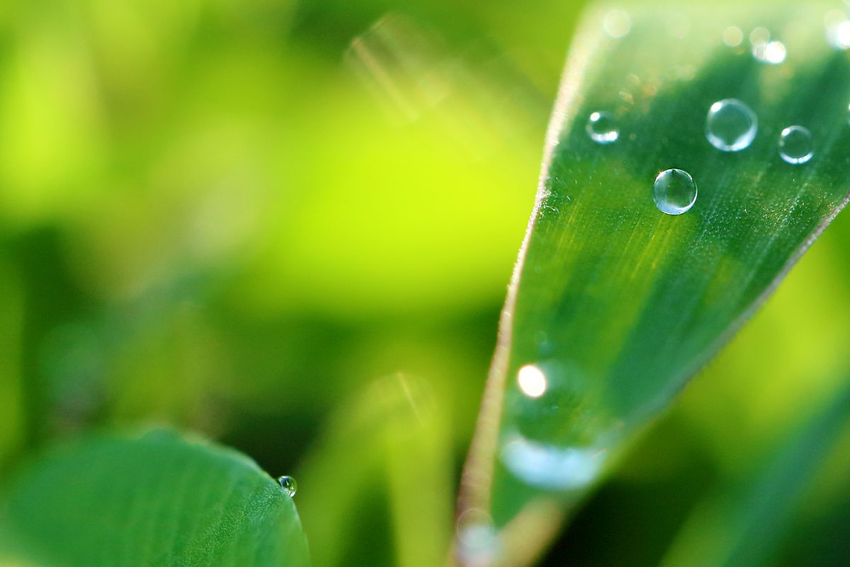 しずくちゃん 11 | GANREF