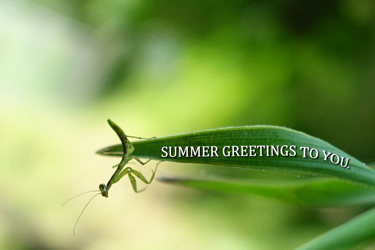 SUMMER GREETING | GANREF