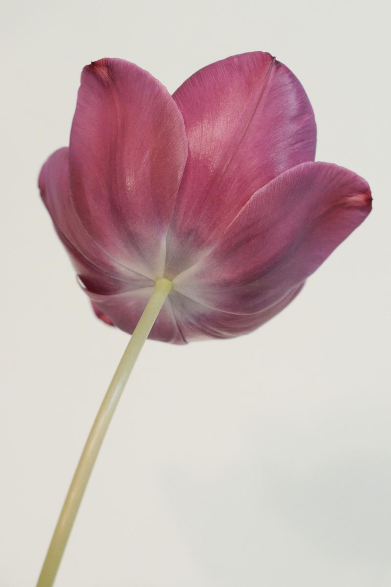 tulip | GANREF