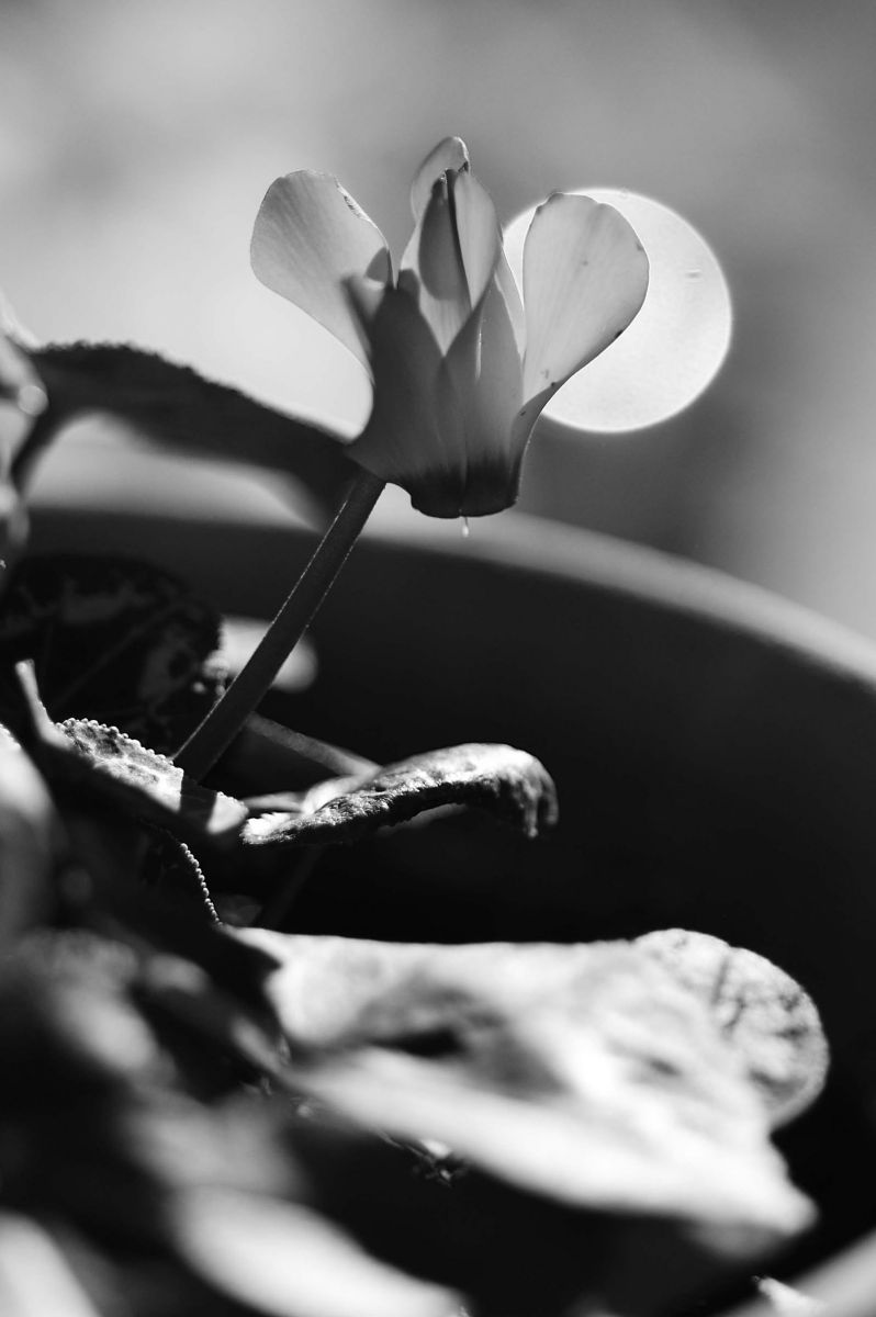 cyclamen | GANREF