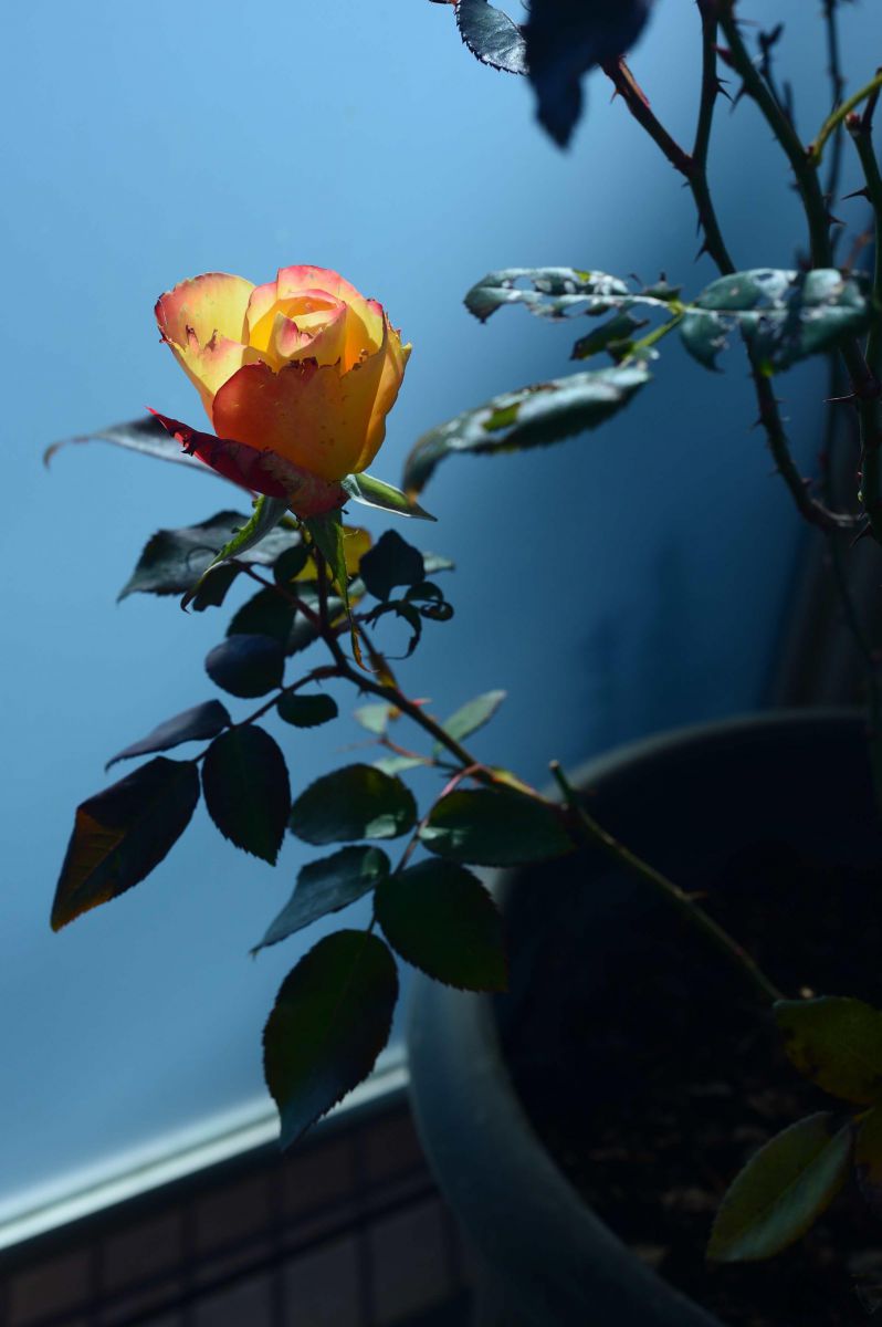 winter rose | GANREF