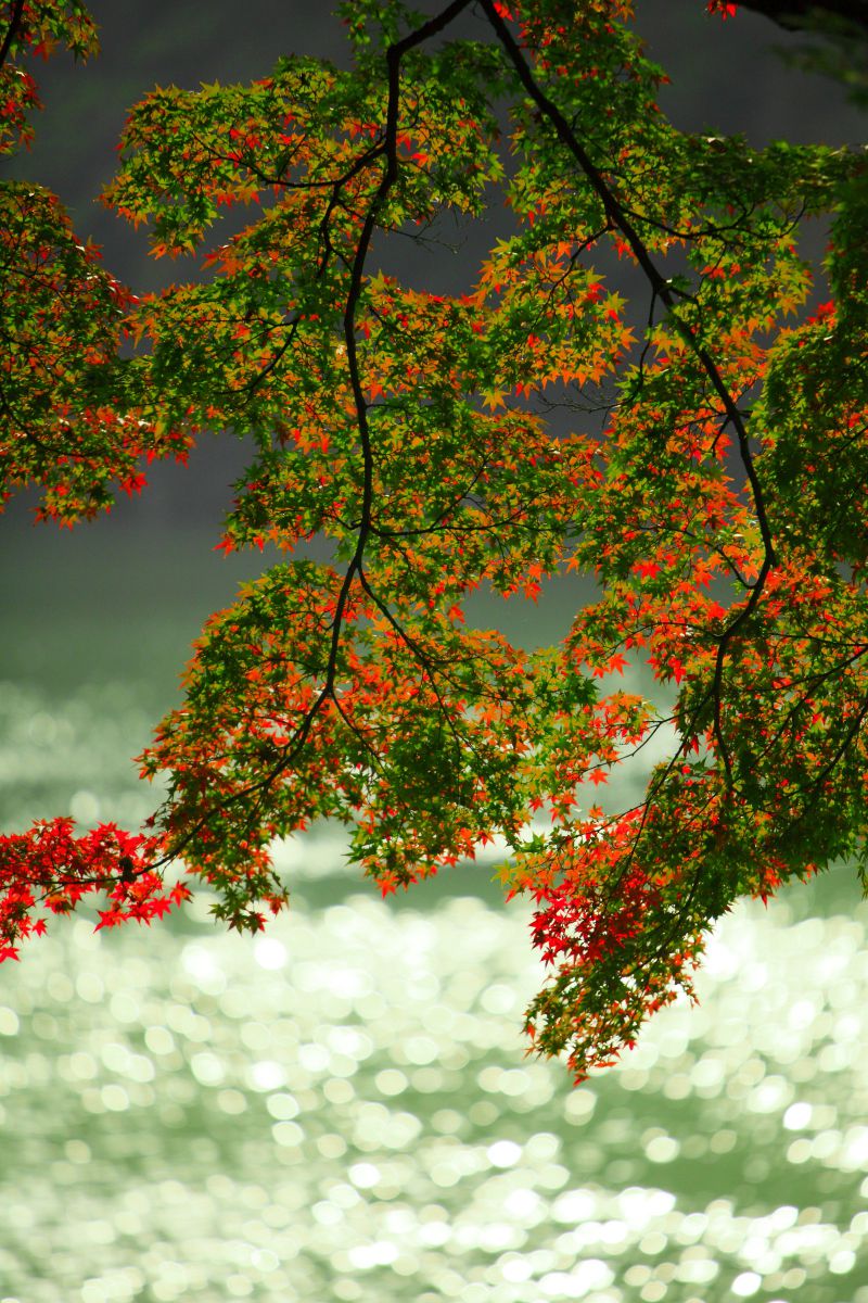 嵐山にて | GANREF