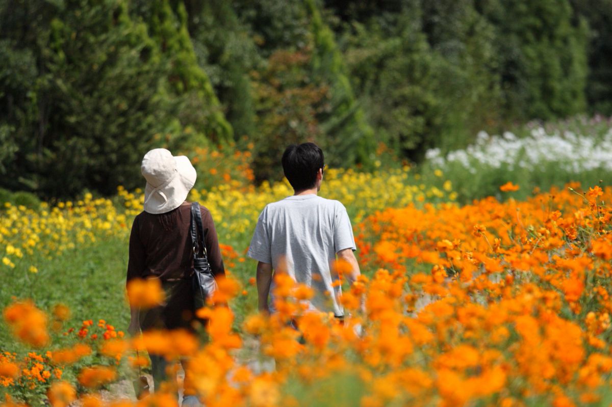 コスモスに囲まれて | GANREF