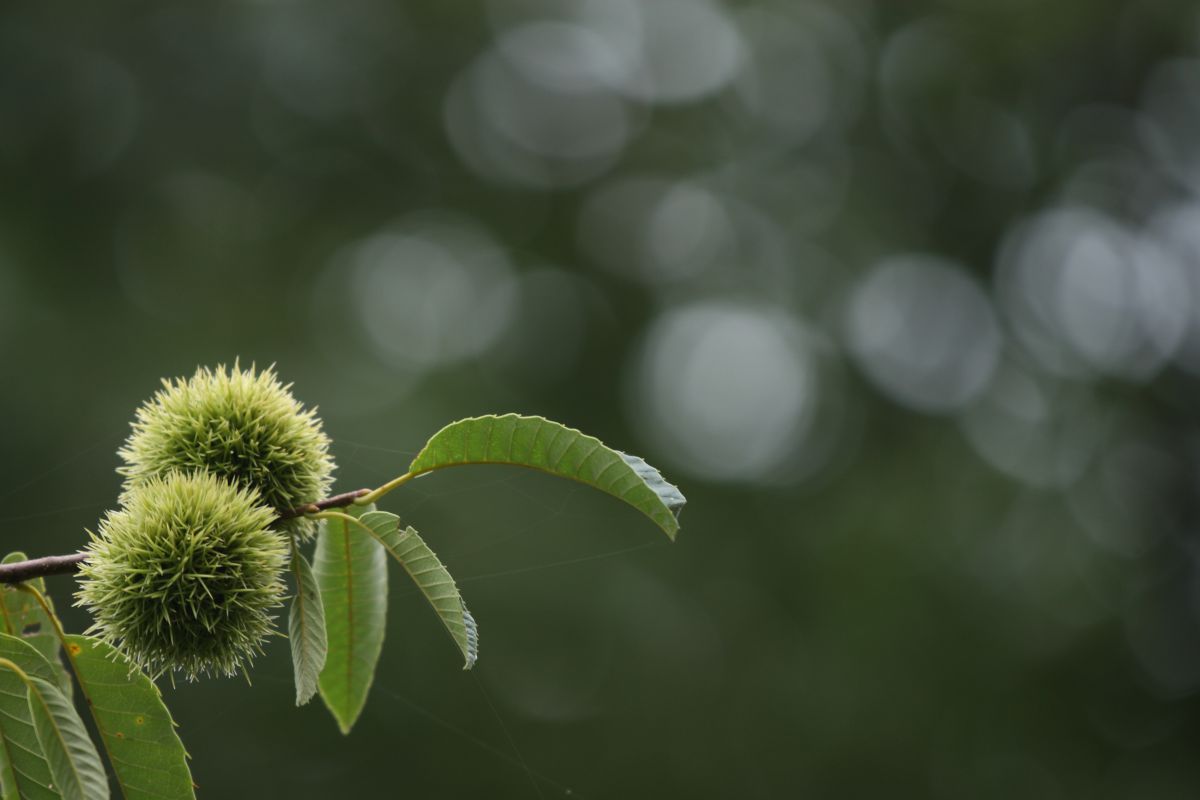 秋の楽しみ | GANREF