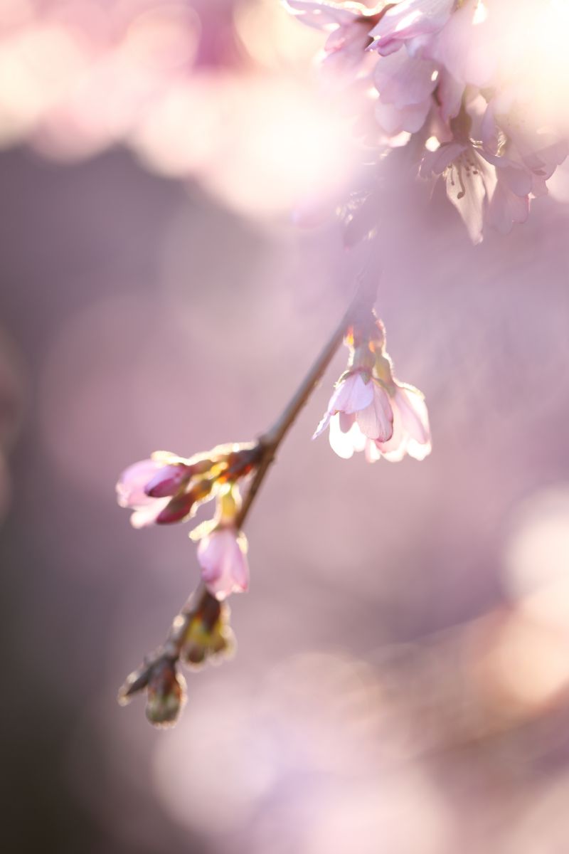 煌きに包まれて | GANREF