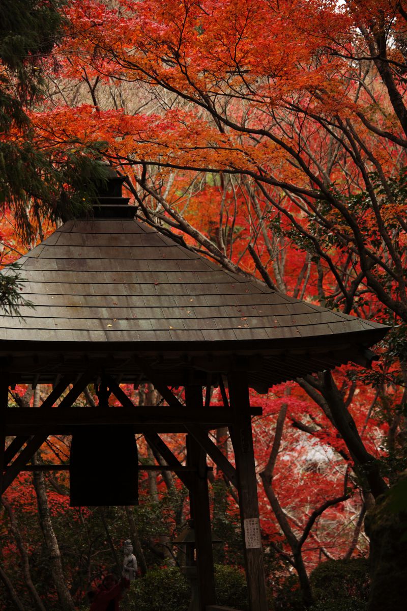 鐘楼越しの紅葉 | GANREF