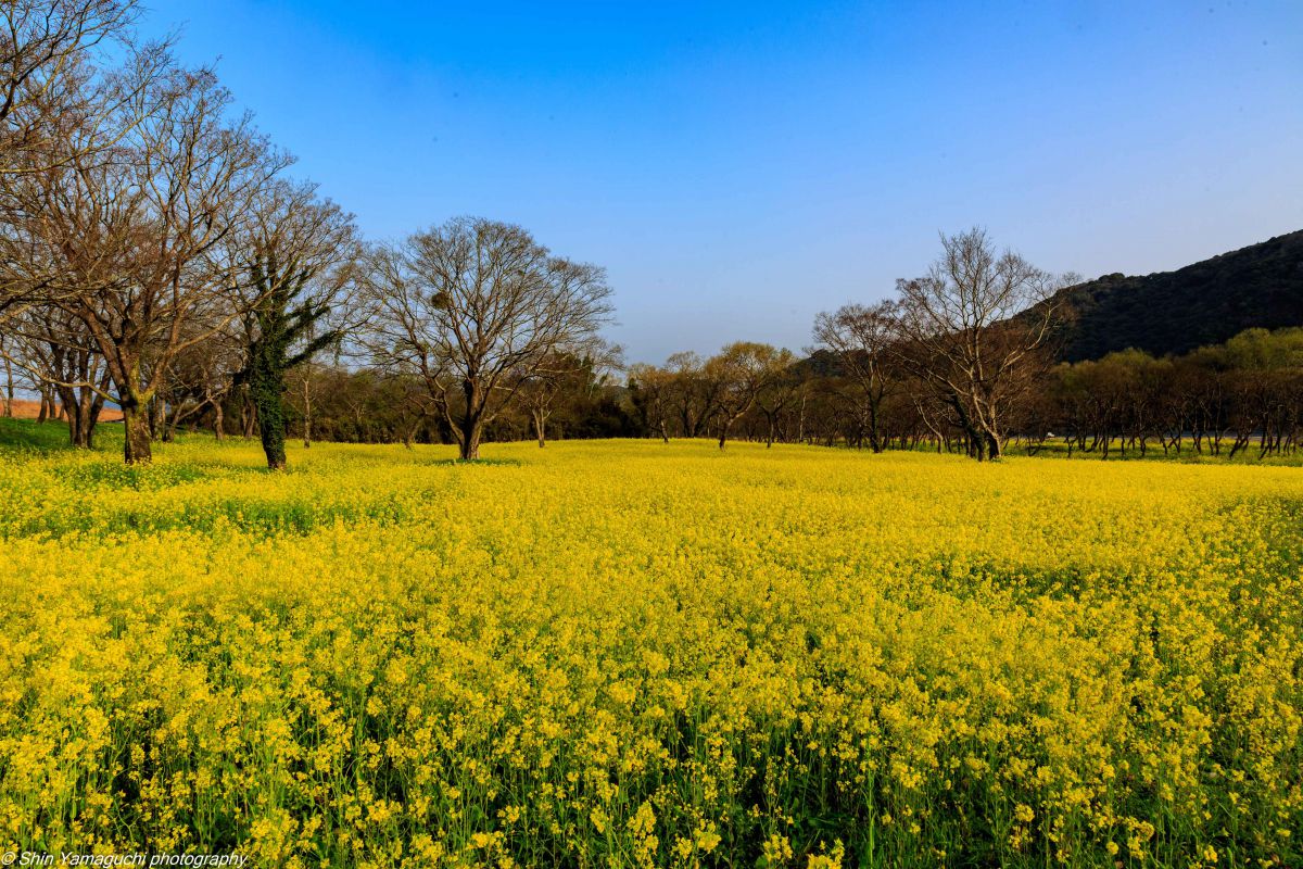 Spring yellow | GANREF