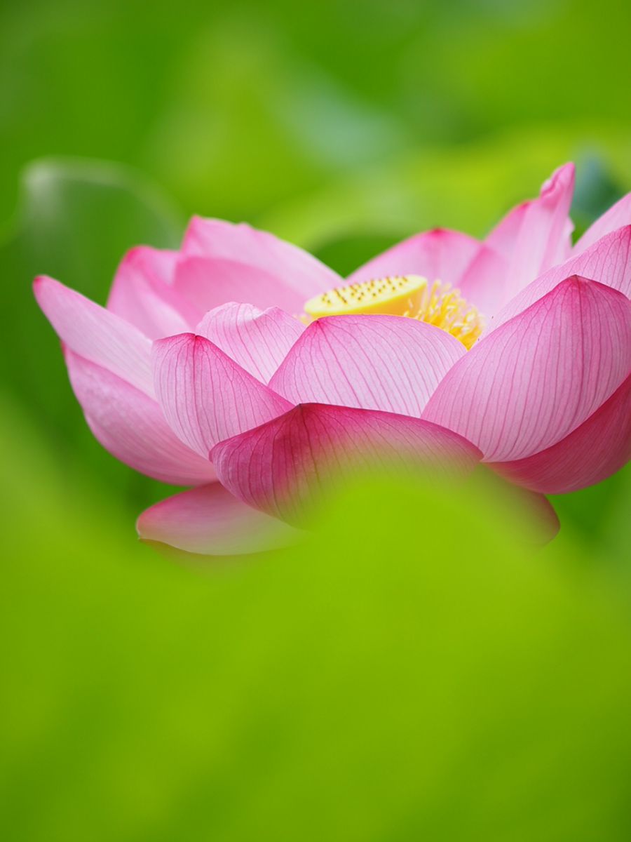 ダイナミック | GANREF