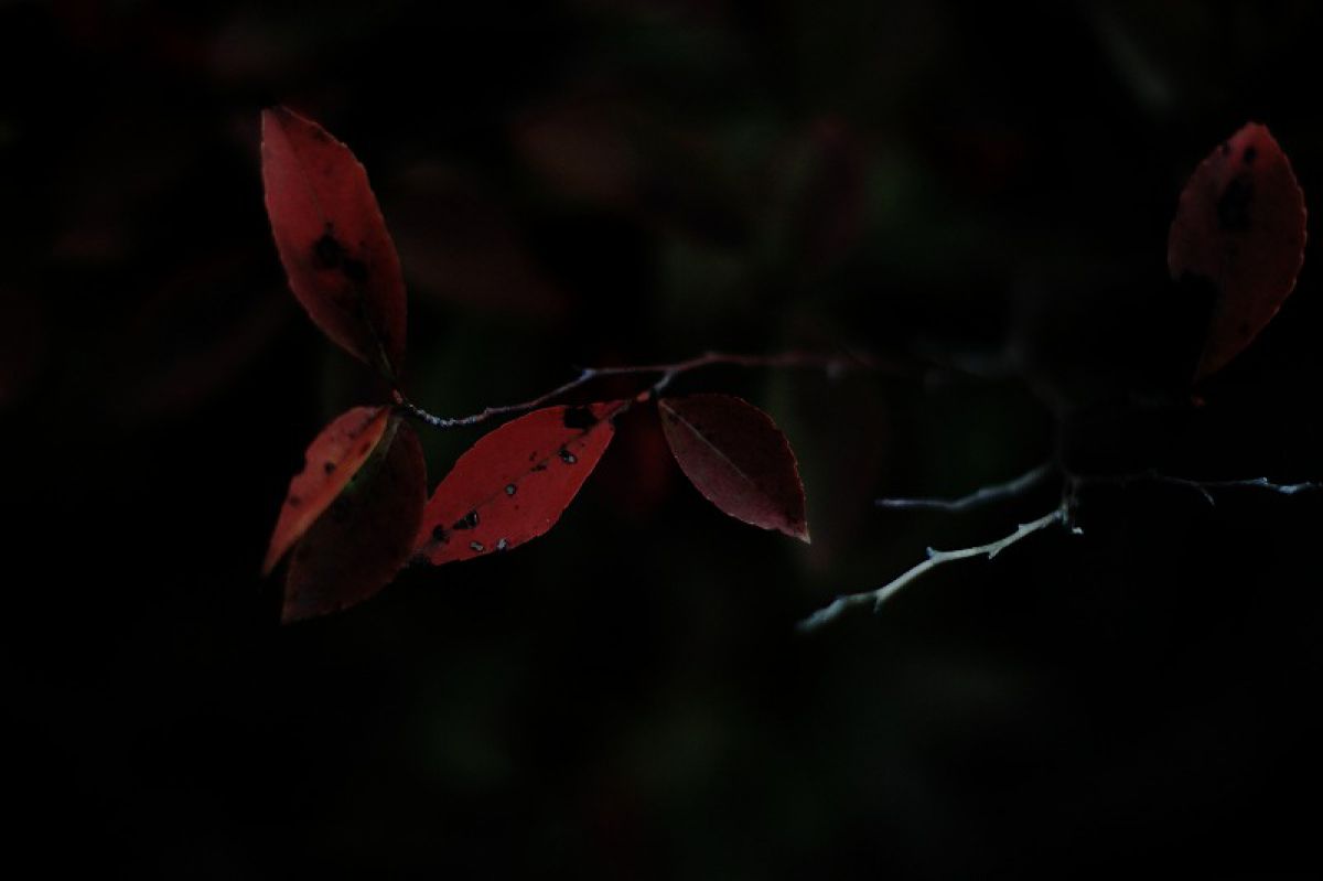 late in the fall | GANREF