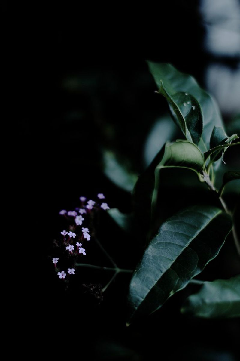 late in the fall | GANREF