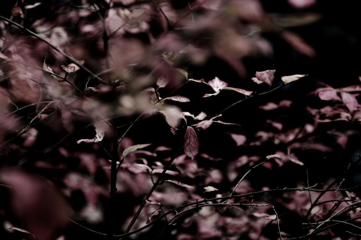 late in the fall | GANREF