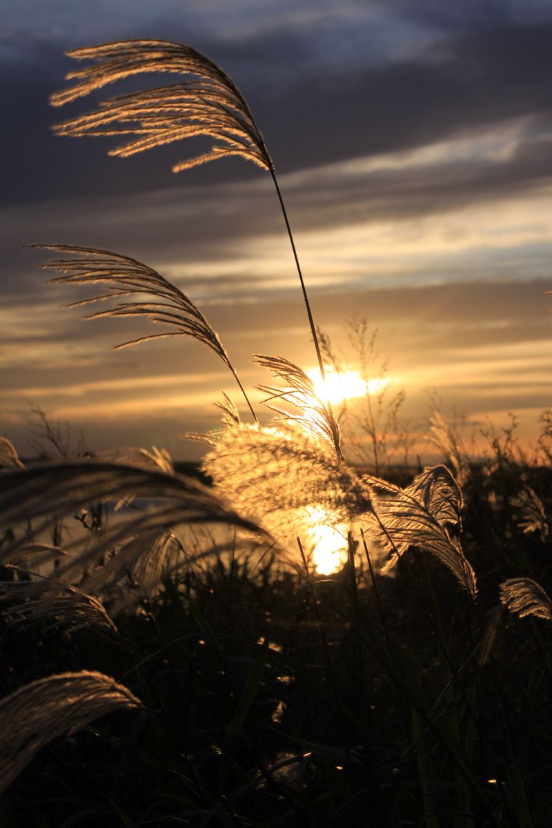 夕日とすすき.jpg | GANREF