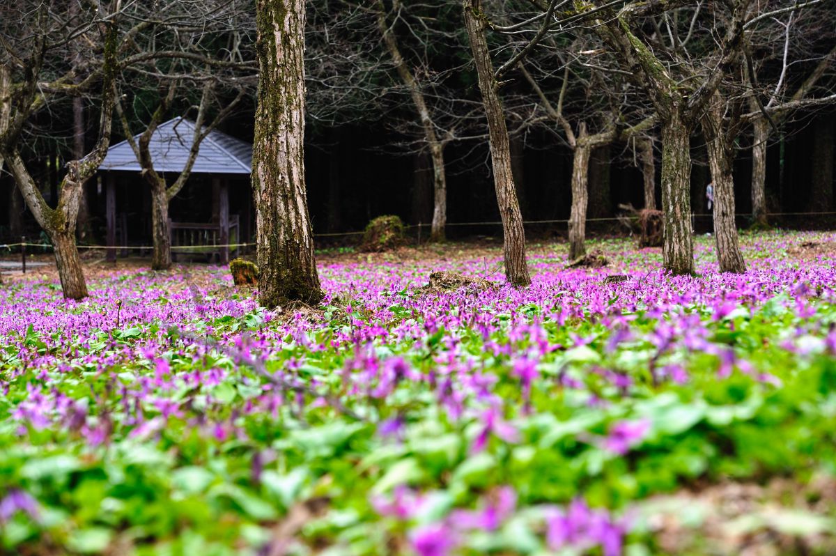 かたくり | GANREF